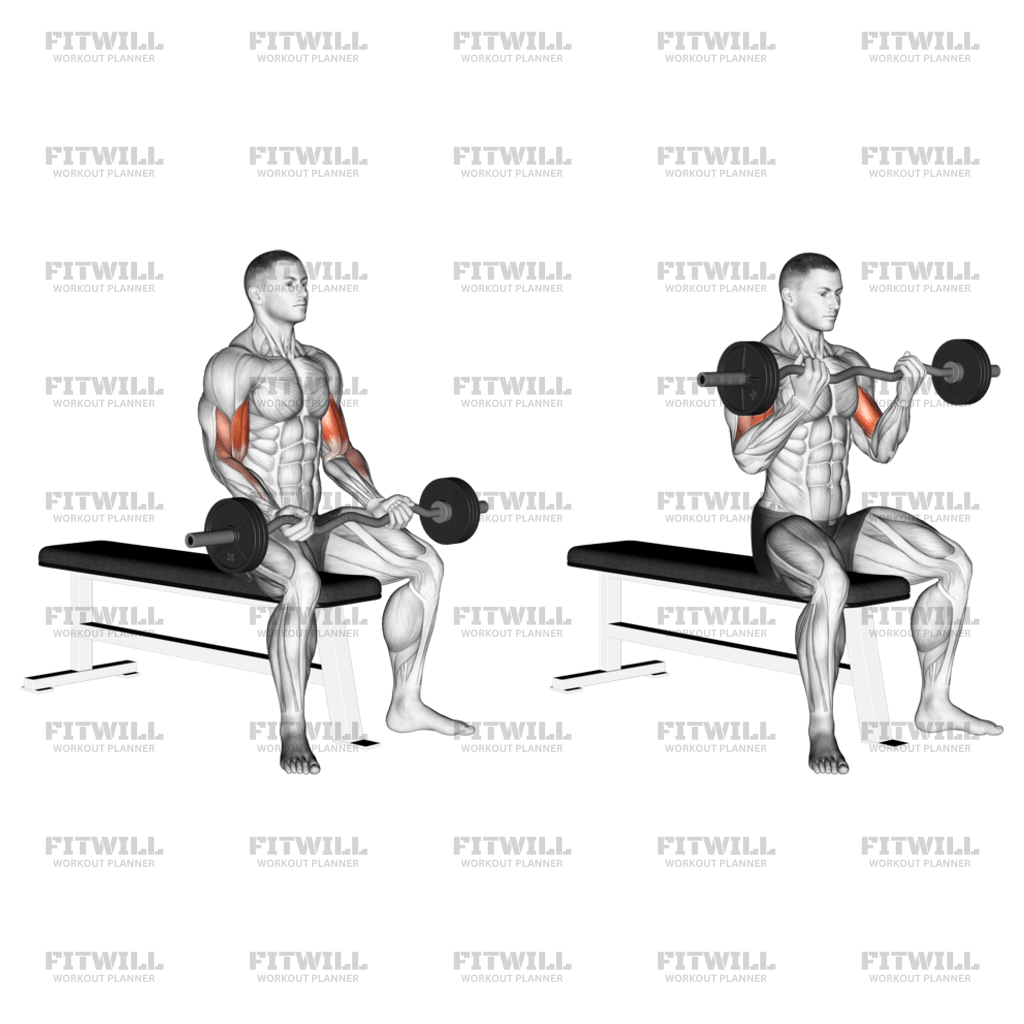 EZ Barbell Seated Curls: Exercise Guide, Video, Techniques, Benefits ...
