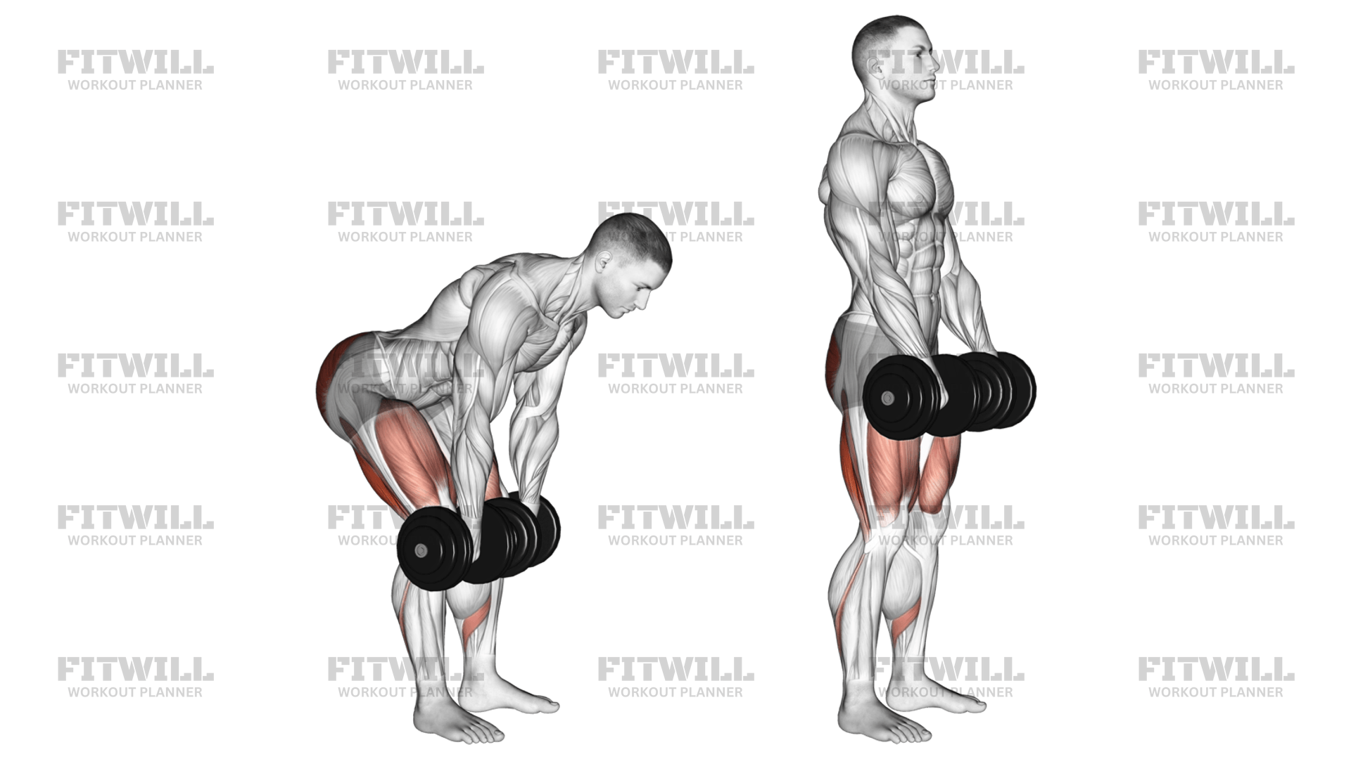 Peso Muerto Rumano Con Mancuernas: Guía de Ejercicios, Video, Técnicas, Beneficios, Cómo ...