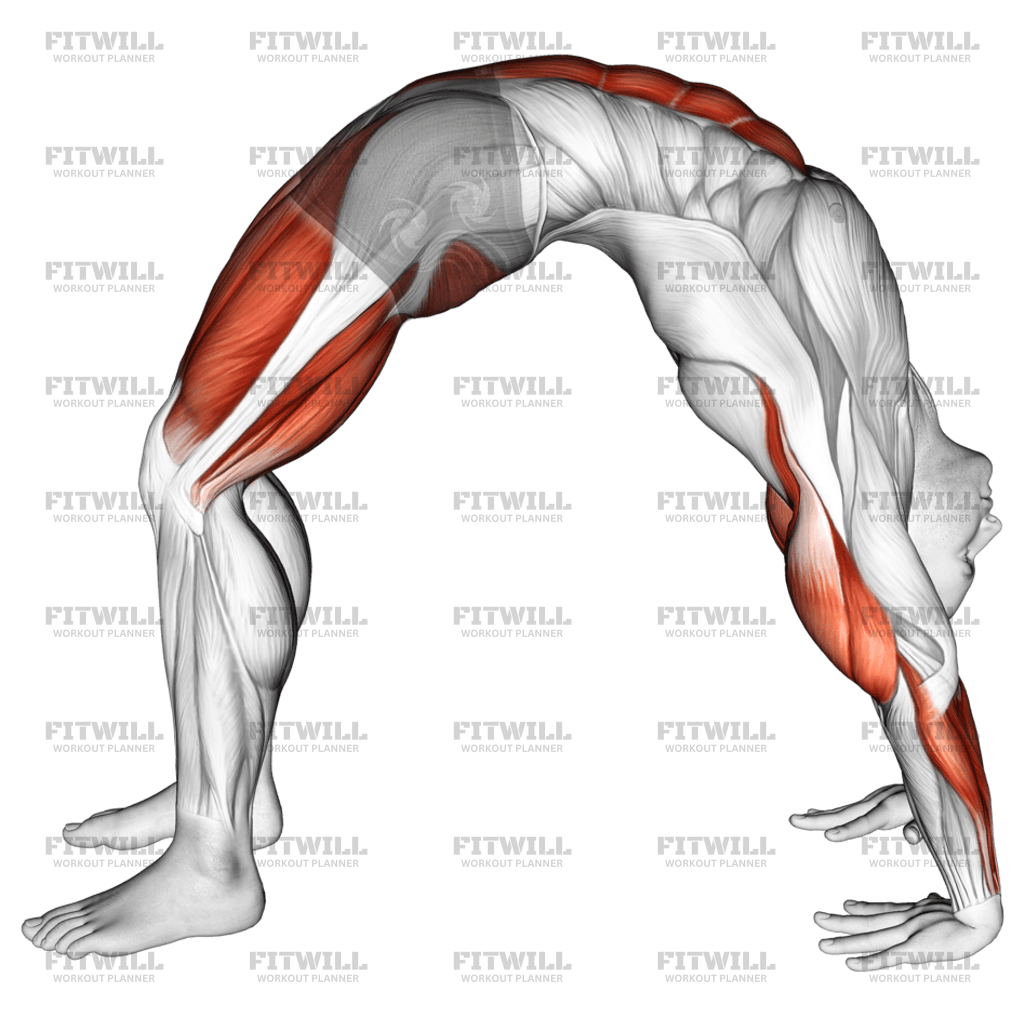 Wheel Pose Yoga Pose: Exercise Guide, Techniques, Benefits, How to ...