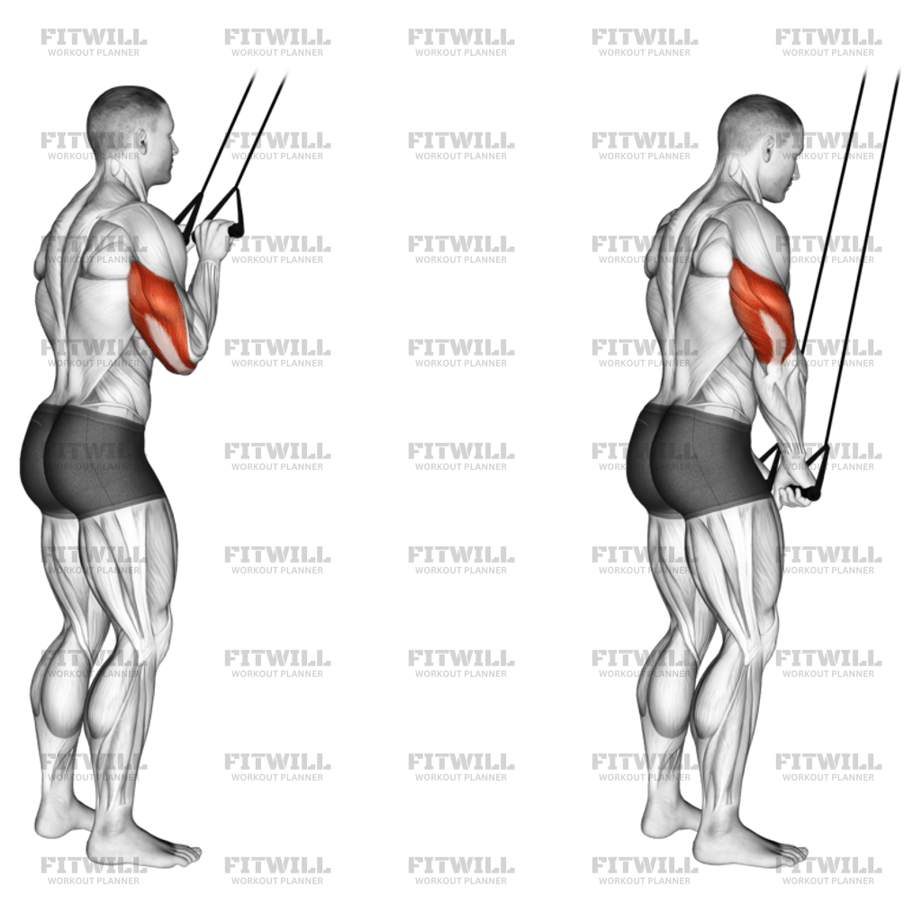 Band Pushdown: Exercise Guide, Video, Techniques, Benefits, How to ...