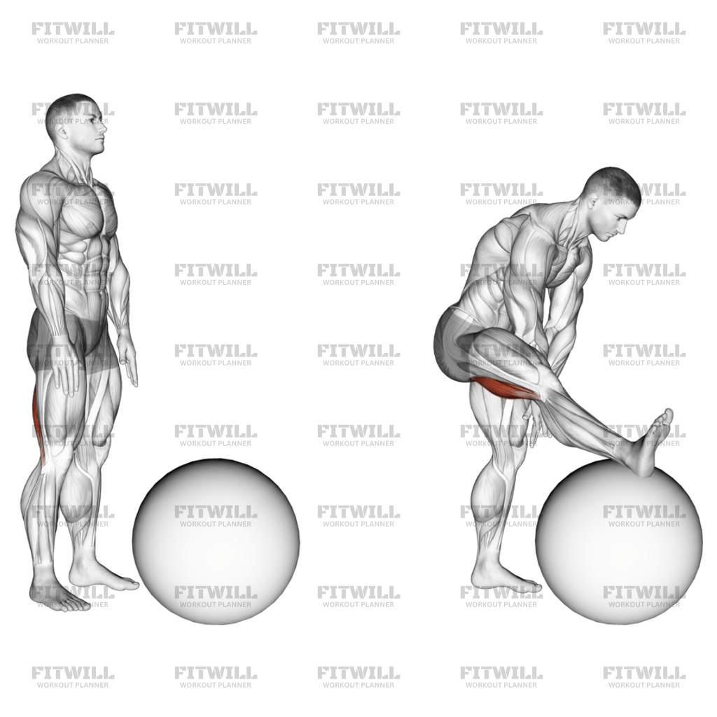 Standing Straight Leg Hamstring Contract Relax On Exercise Ball ...