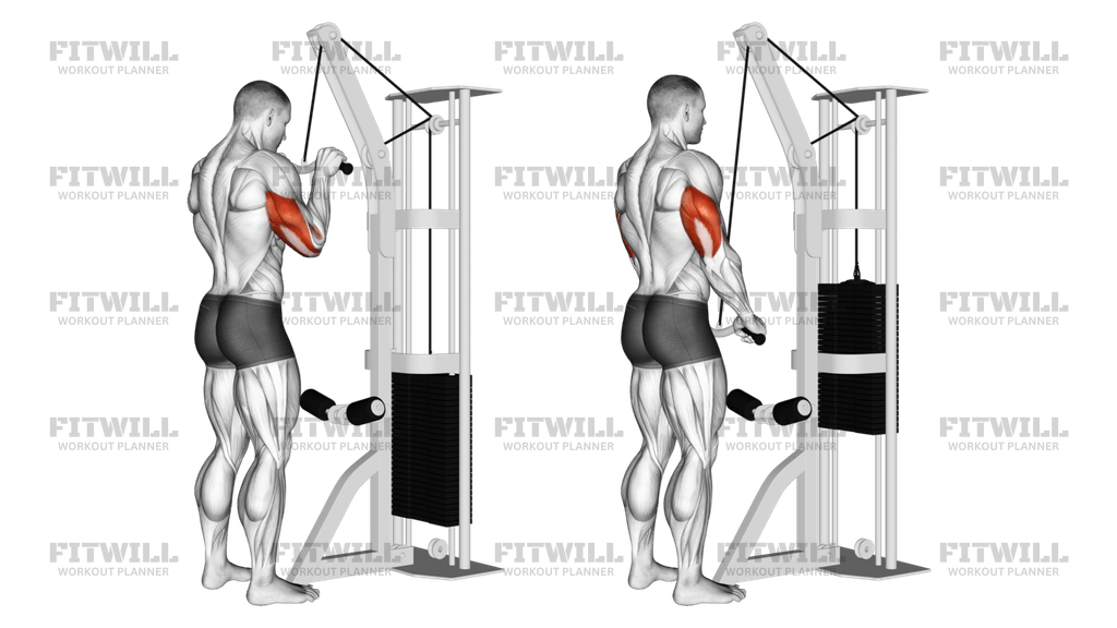 Pushdown Triceps À La Barre Ez Avec Câble Guide Dexercice Vidéo Techniques Avantages