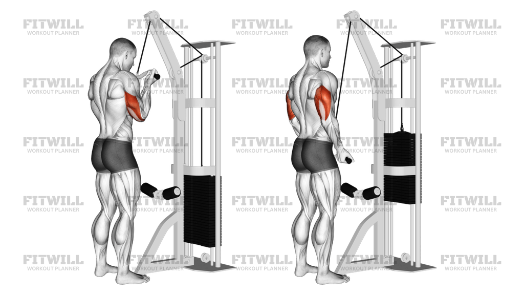 Cable Reverse Grip Triceps Pushdown (SZ-bar): Exercise Guide, Video, Techniques, Benefits, How ...