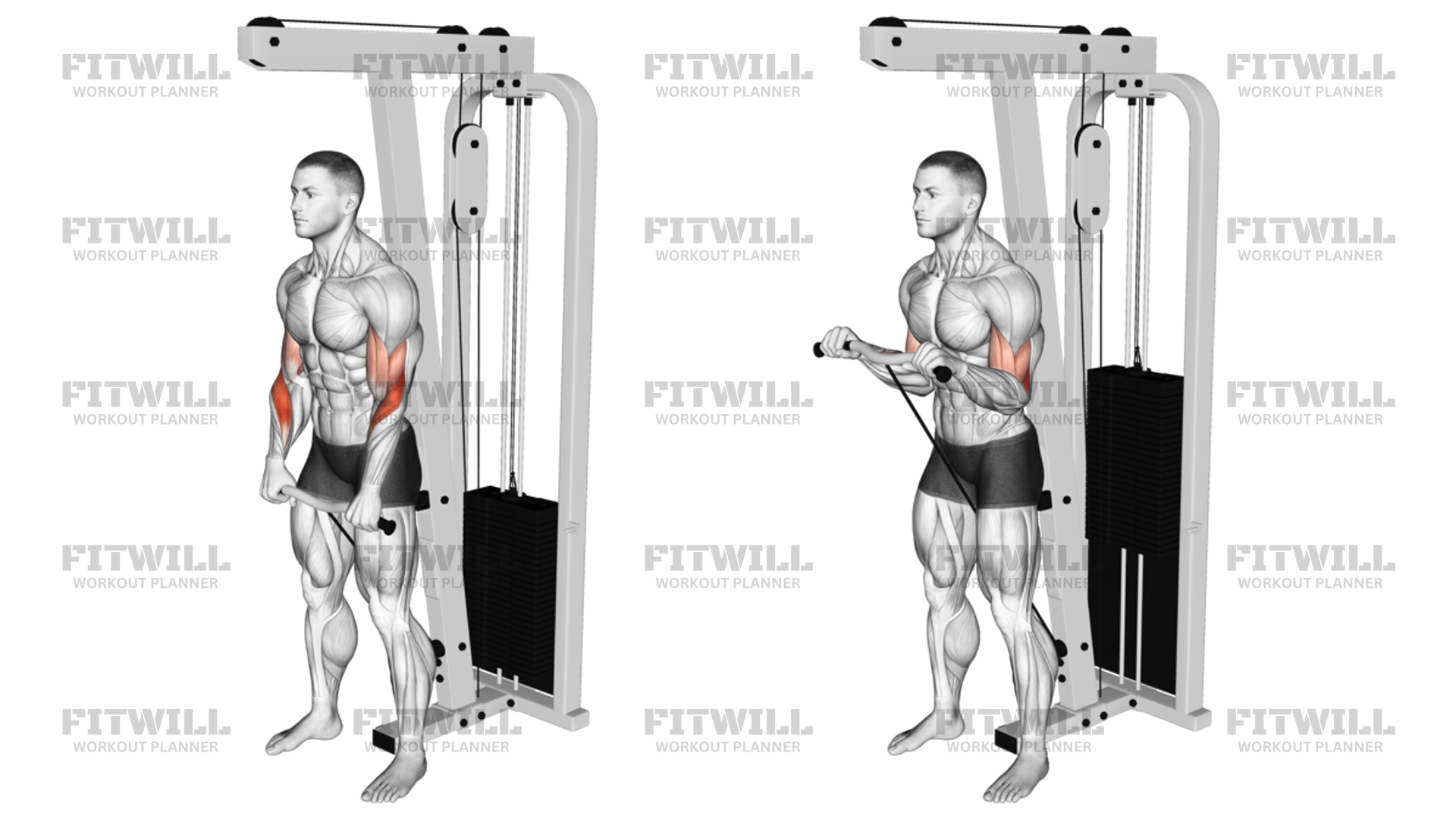 Cable Reverse Grip Biceps Curl (SZ-bar): Exercise Guide, Video ...