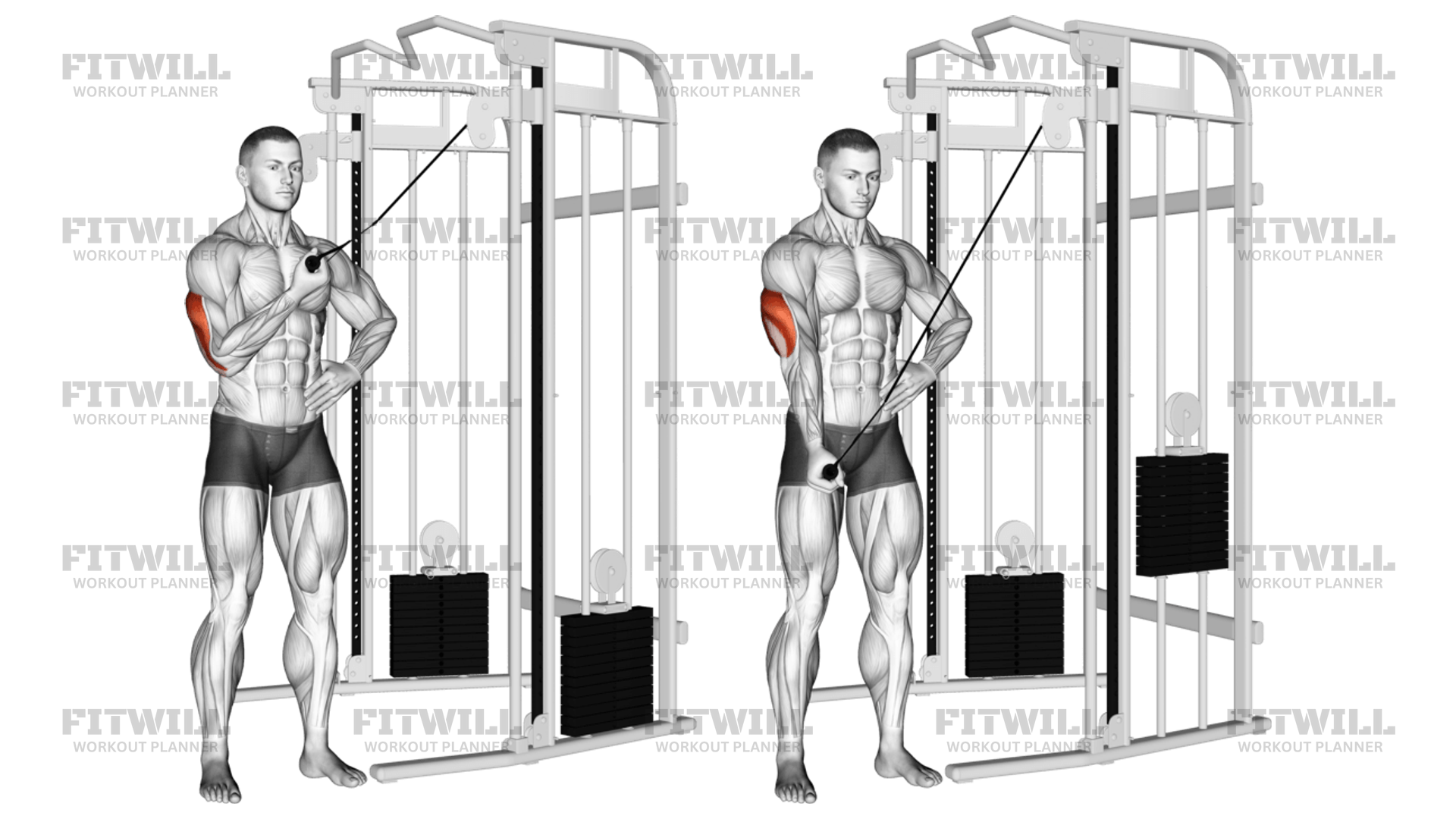 Cable One Arm Side Triceps Pushdown: Exercise Guide, Video, Techniques ...
