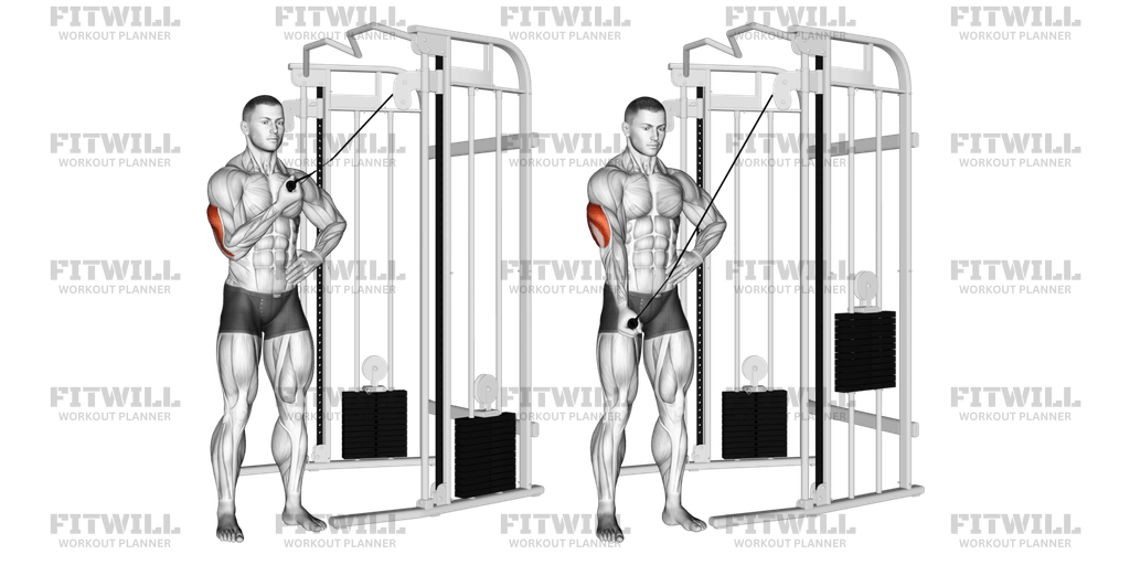Cable One Arm Side Triceps Pushdown: Exercise Guide, Video, Techniques ...