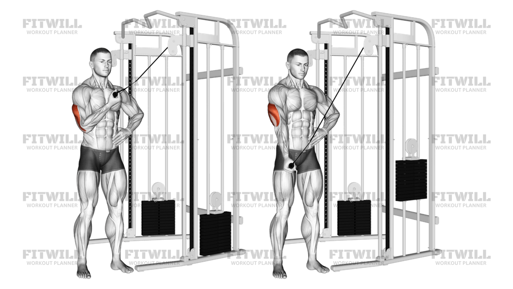Cable One Arm Side Triceps Pushdown: Exercise Guide, Video, Techniques ...