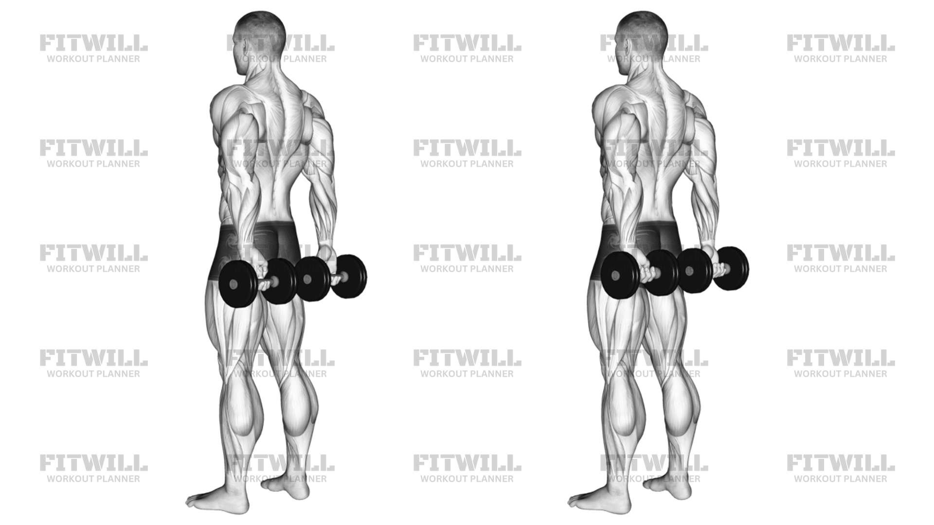 Dumbbell Behind Back Finger Curl: Exercise Guide, Video, Techniques ...