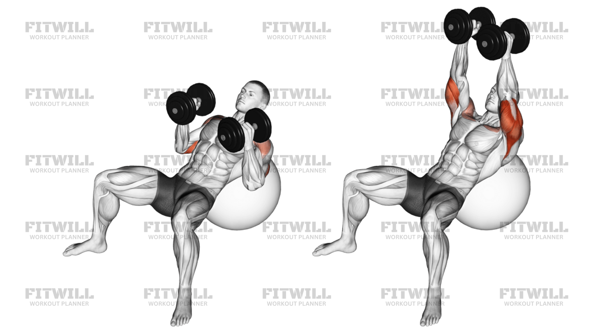 Dumbbell Incline Hammer Press On Exercise Ball Exercise Guide
