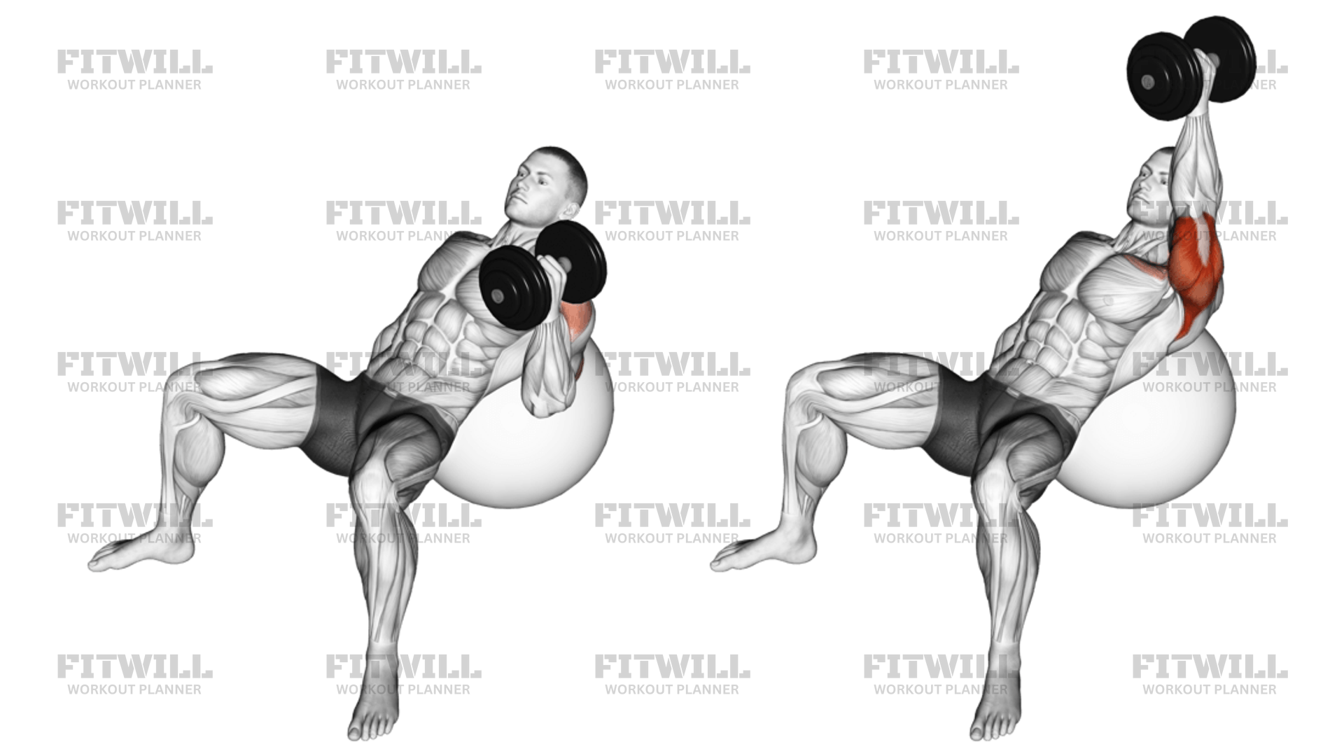 Dumbbell Incline One Arm Hammer Press on Exercise Ball: Guide, Techniques, Benefits, How to ...