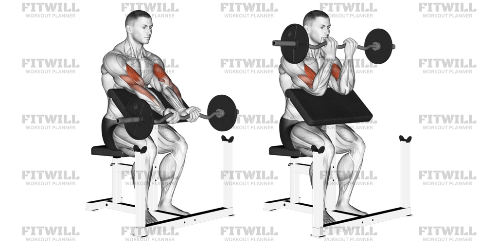 Curl De Predicador Con Barra EZ Y Agarre Cerrado: Guía de Ejercicios ...