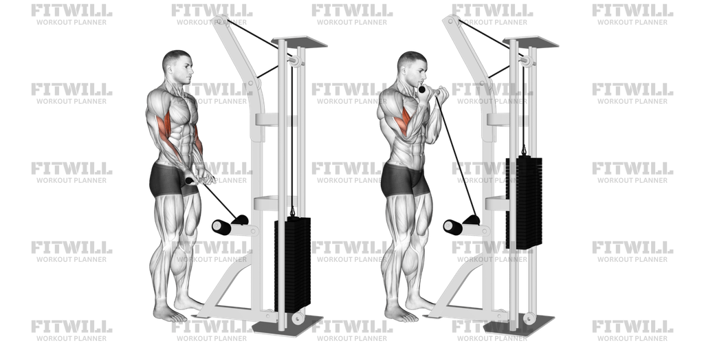 Cable Close Grip Curl Exercise Guide Video Techniques Benefits How To Muscles Worked Tips
