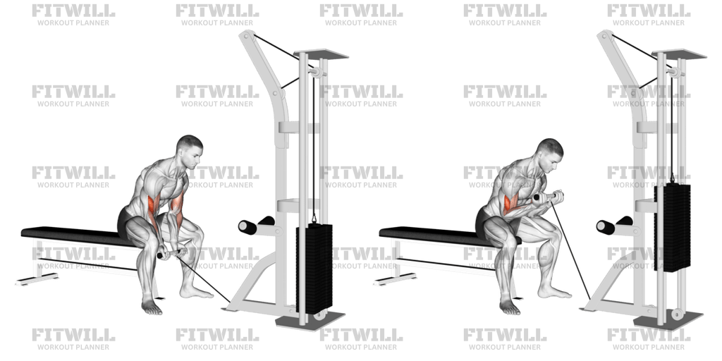 Cable Concentration Curl: Exercise Guide, Techniques, Benefits, How to ...