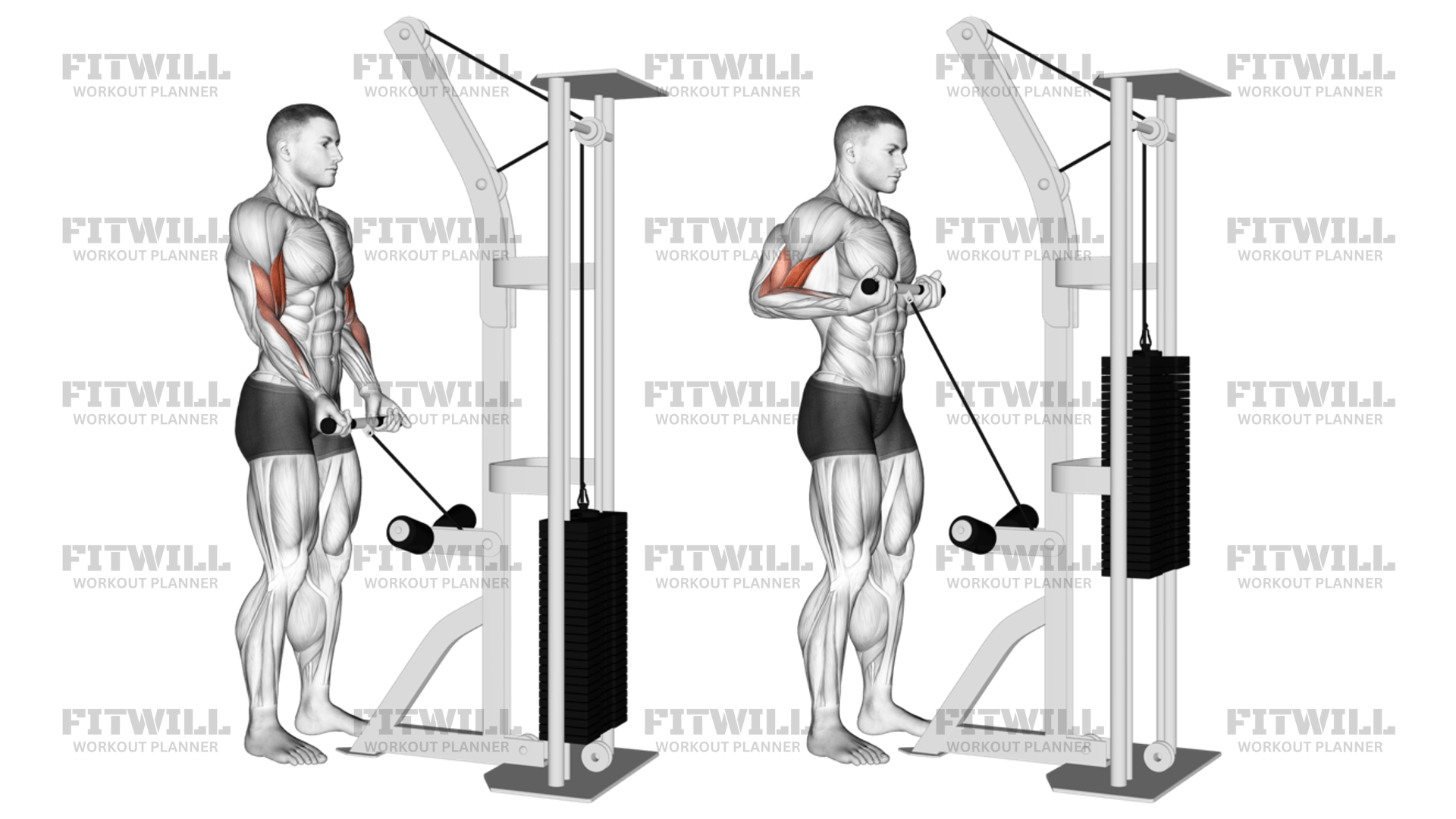 Cable Drag Curl: Exercise Guide, Video, Techniques, Benefits, How to ...