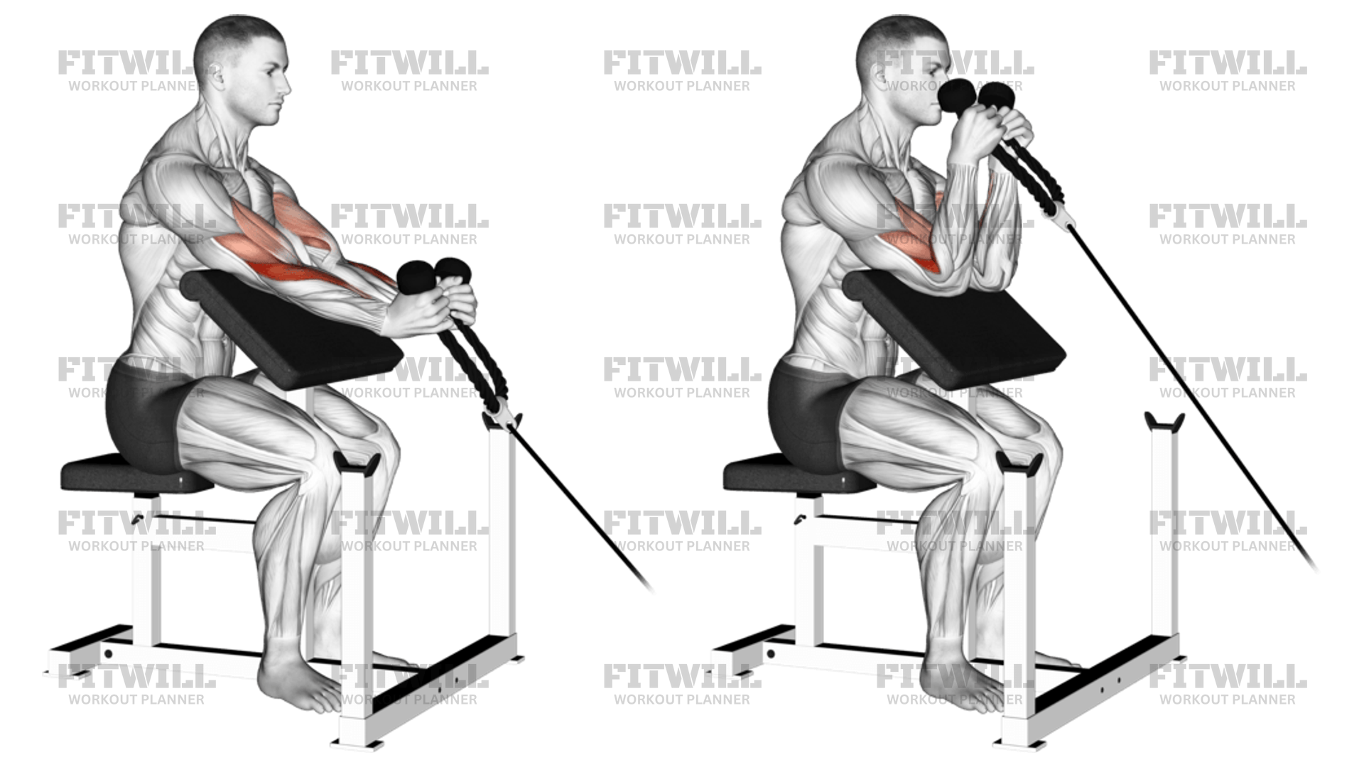 Cable Rope Hammer Preacher Curl: Exercise Guide, Video, Techniques ...