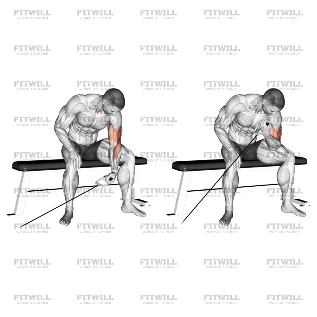 Cable Seated One Arm Concentration Curl: Exercise Guide, Video ...