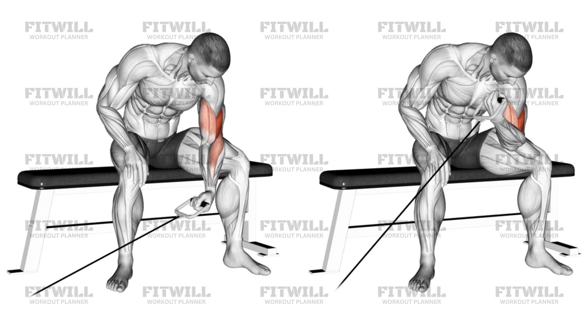 Cable Seated One Arm Concentration Curl: Exercise Guide, Video ...