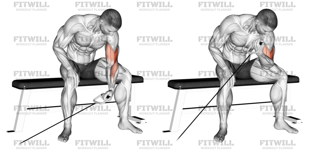 Cable Seated One-Arm Concentration Curl: Exercise Guide, Video ...