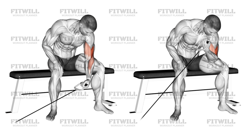 Cable Seated One Arm Concentration Curl: Exercise Guide, Video, Techniques, Benefits, How to ...