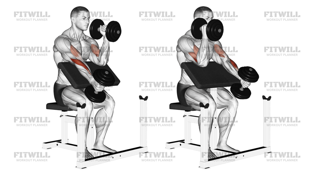 Rosca Alternada Com Halteres No Banco Scott Em Pegada Martelo: Guia de ...