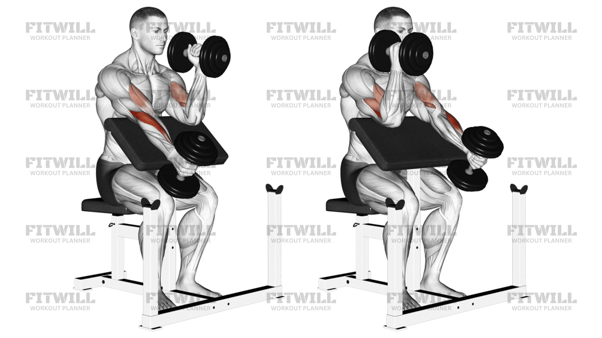 Dumbbell Alternate Hammer Preacher Curl: Exercise Guide, Techniques ... Dumbbell Alternate Hammer Preacher Curl: Exercise Guide, Techniques ...