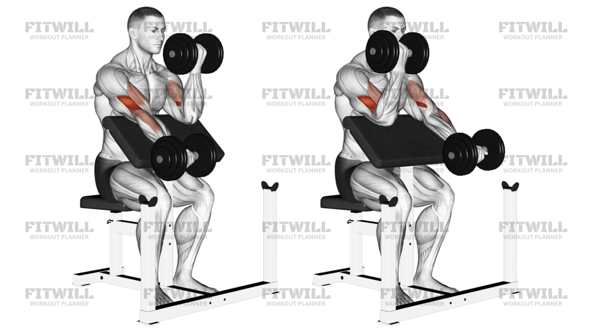 Dumbbell Alternate Preacher Curl: Exercise Guide, Techniques, Benefits ...