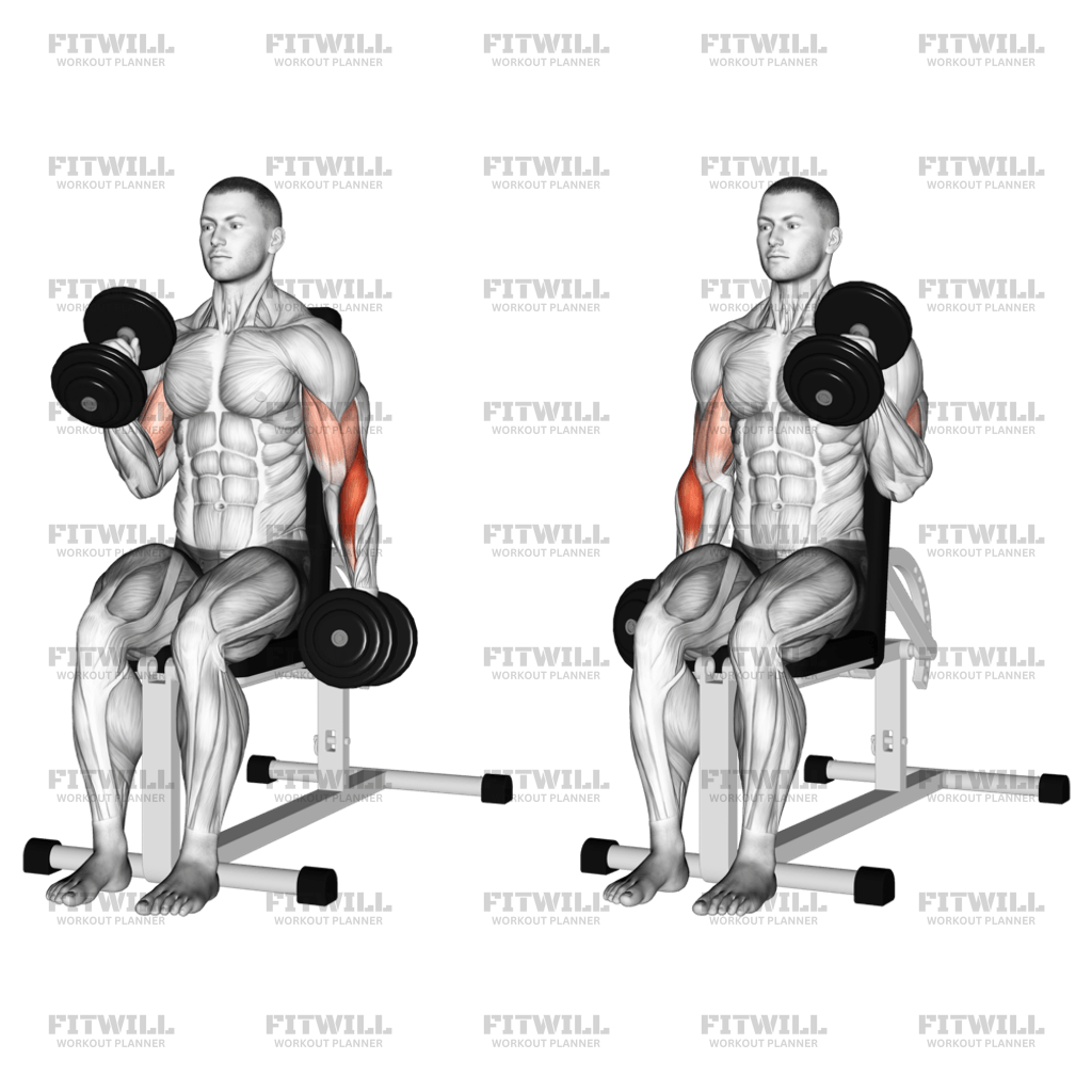 Dumbbell Alternate Seated Hammer Curl Exercise Guide Video
