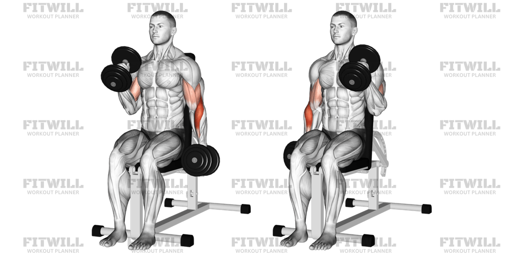 Dumbbell Alternate Seated Hammer Curl: Exercise Guide, Video ...