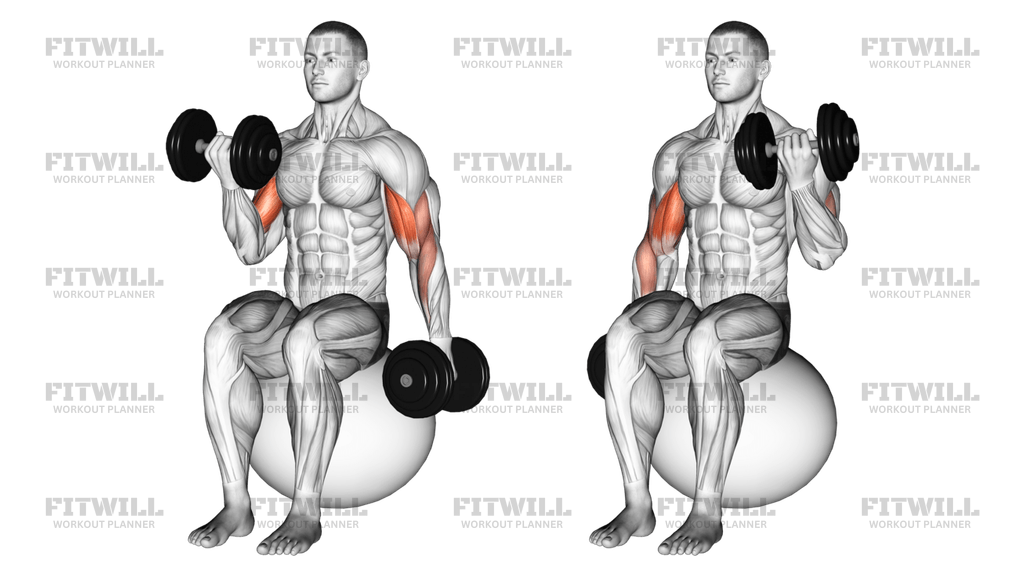 How To Do Dumbbell Alternating Seated Bicep Curl On Exercise Ball 