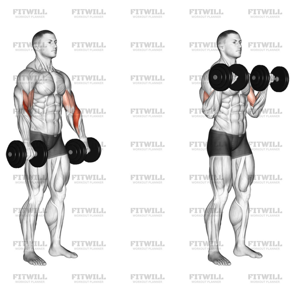 Curl De Bíceps Con Mancuerna En Supinación: Guía de Ejercicios ...