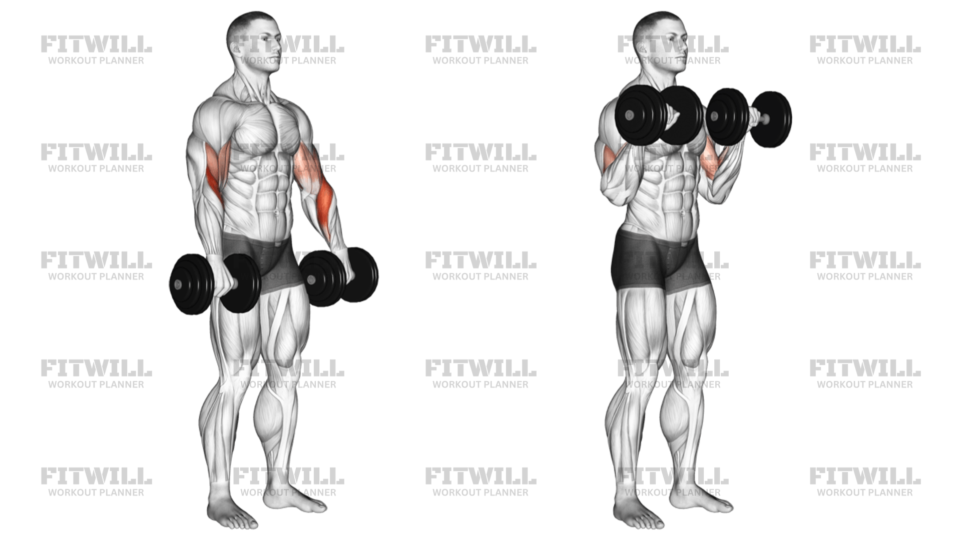 Curl De Bíceps Con Mancuerna En Supinación: Guía de Ejercicios, Técnicas, Beneficios, Cómo ...