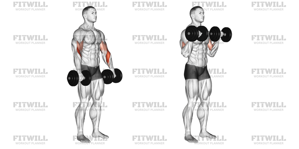 Dumbbell Biceps Curl Reverse: Exercise Guide, Techniques, Benefits, How ...