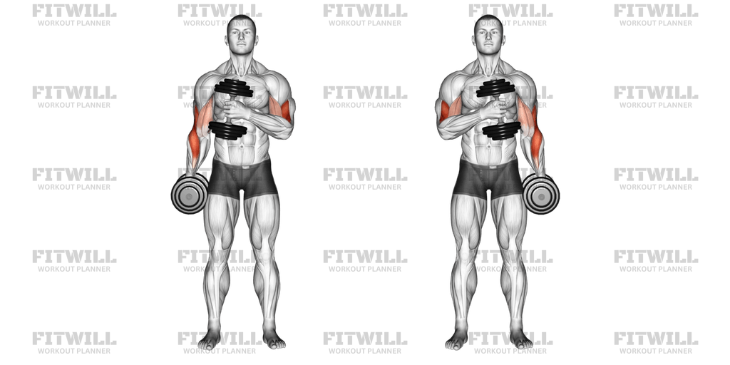 Dumbbell Cross Body Hammer Curl: Exercise Guide, Video, Techniques ...