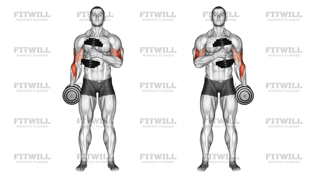 Dumbbell Cross Body Hammer Curl: Exercise Guide, Video, Techniques ...