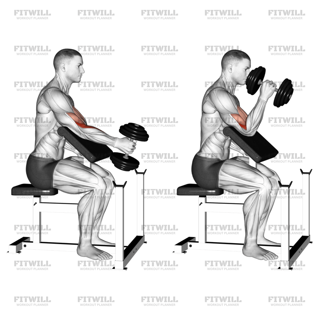 Curl De Predicador A Martillo Con Mancuerna A Un Brazo: Guía de ...