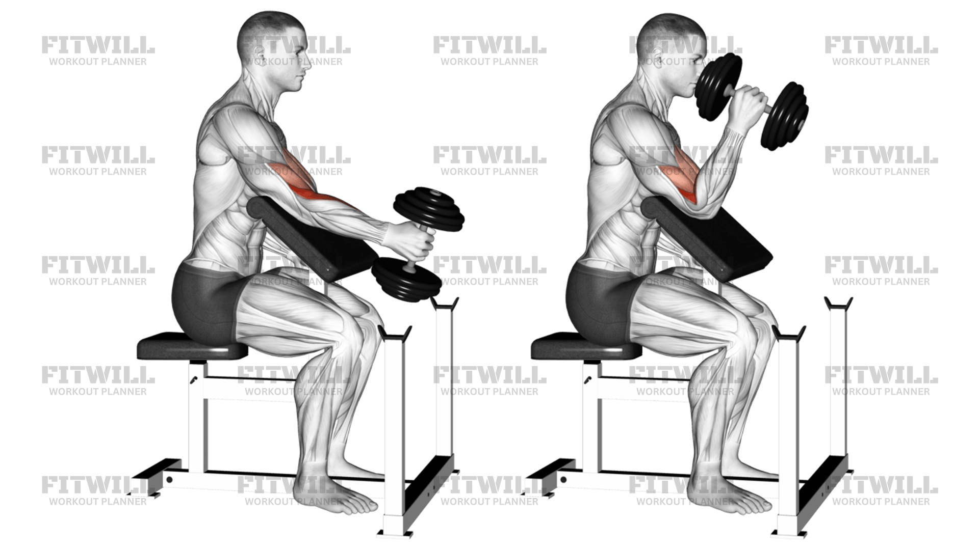 Dumbbell One Arm Hammer Preacher Curl: Exercise Guide, Video ...