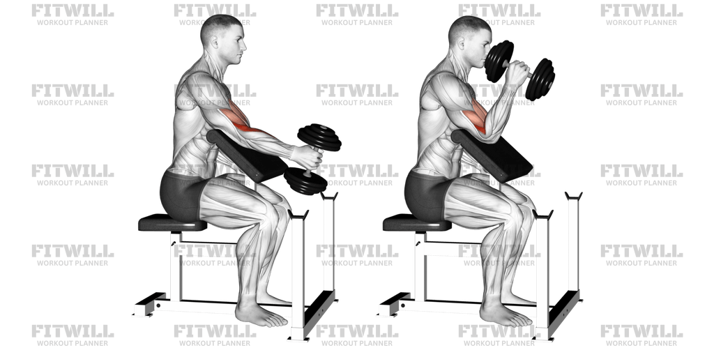 Curl De Predicador A Martillo Con Mancuerna A Un Brazo: Guía de ...