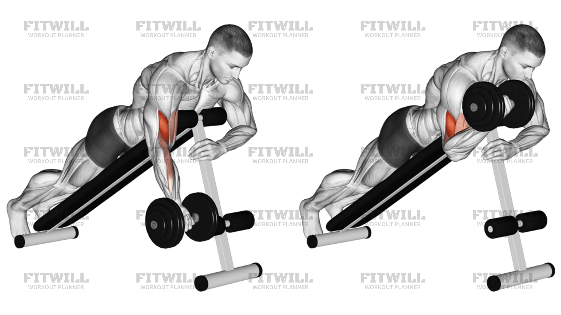 Dumbbell One Arm Prone Curl Exercise Guide Techniques Benefits How