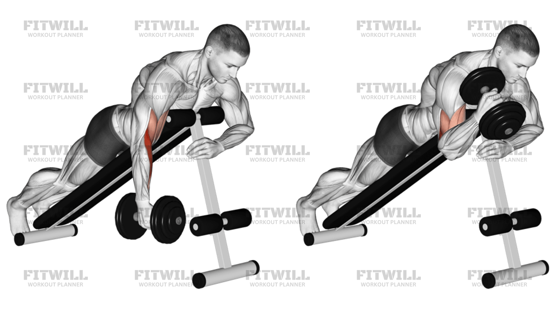 Dumbbell One Arm Prone Hammer Curl: Exercise Guide, Techniques ...