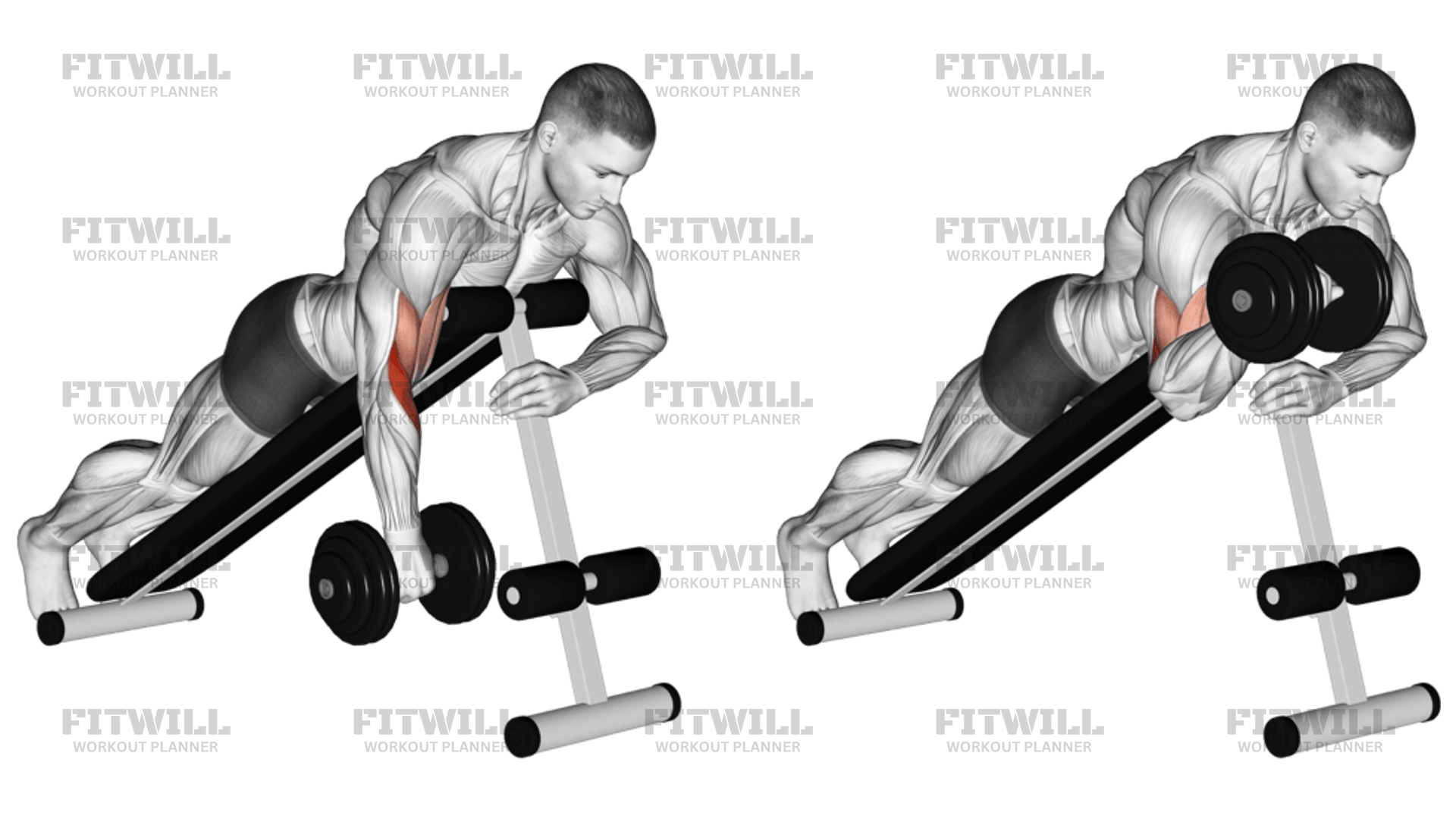 Dumbbell One Arm Reverse Spider Curl: Exercise Guide, Techniques, Benefits, How to, Muscles ...