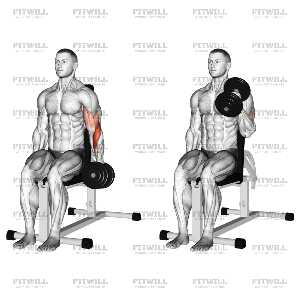 Curl De Martillo Con Mancuerna A Un Brazo Sentado: Guía de Ejercicios ...