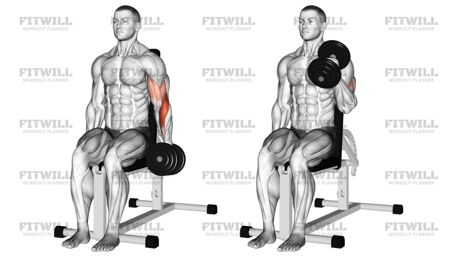 Curl De Martillo Con Mancuerna A Un Brazo Sentado: Guía de Ejercicios ...