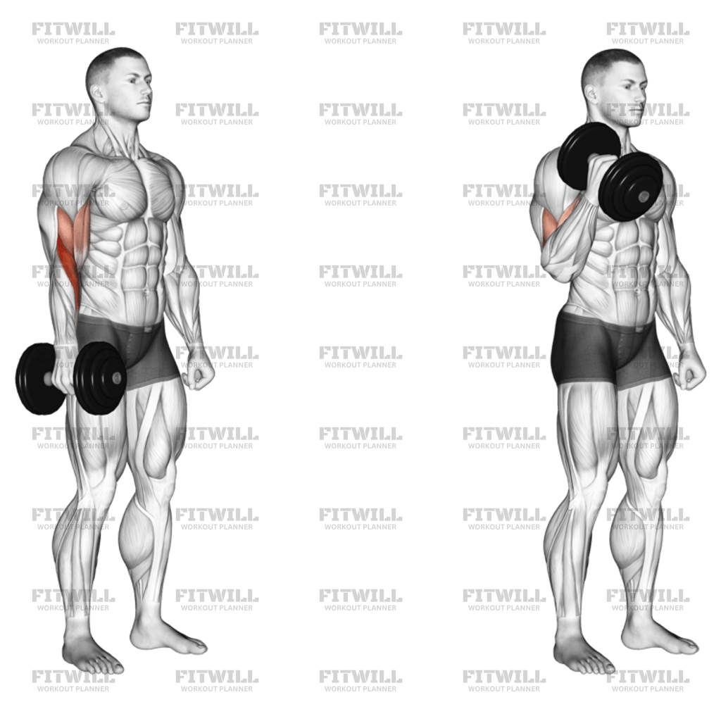 Dumbbell One Arm Standing Hammer Curl: Exercise Guide, Techniques ...