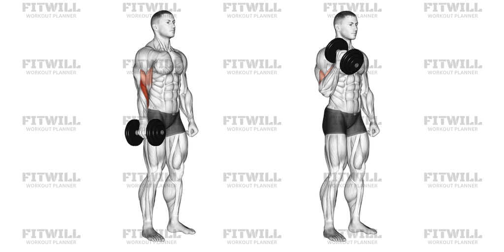 Dumbbell One Arm Standing Hammer Curl: Exercise Guide, Techniques ...