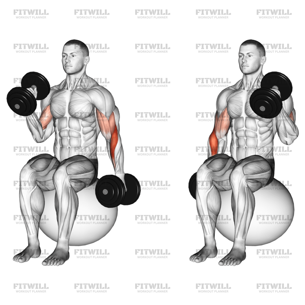 Rosca Martelo Alternada Sentado Com Halteres Na Bola De Exercícios: Guia de Exercícios, Técnicas ...