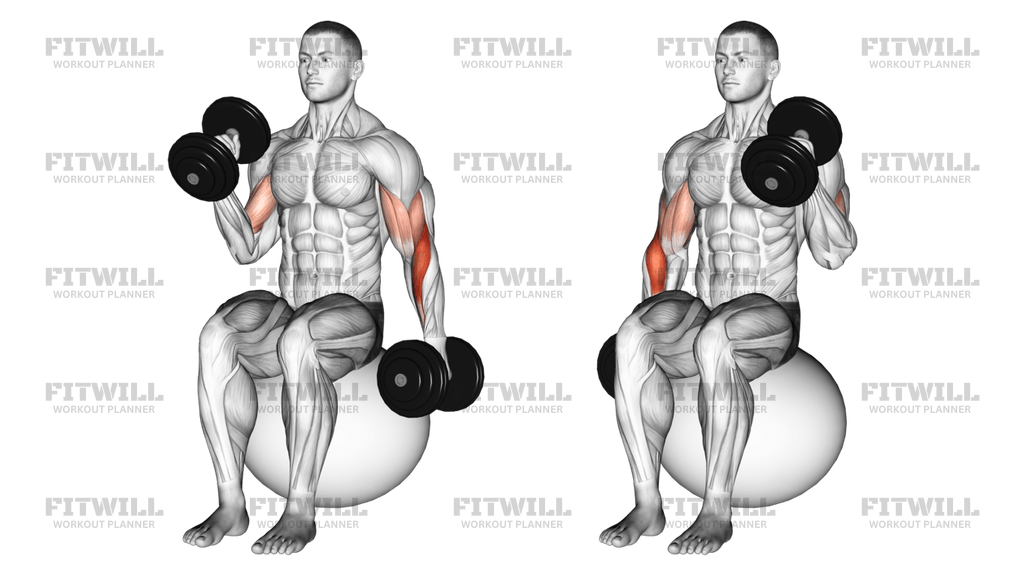 Dumbbell Seated Alternate Hammer Curl on Exercise Ball: Guide ... Dumbbell Seated Alternate Hammer Curl on Exercise Ball: Guide ...