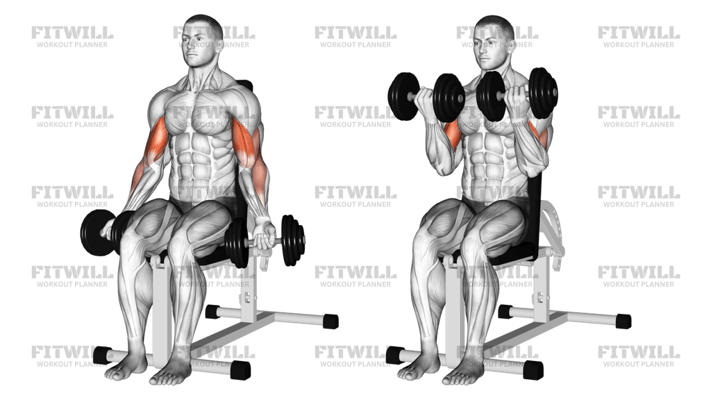 Dumbbell Seated Bicep Curl: Exercise Guide, Techniques, Benefits, How ...