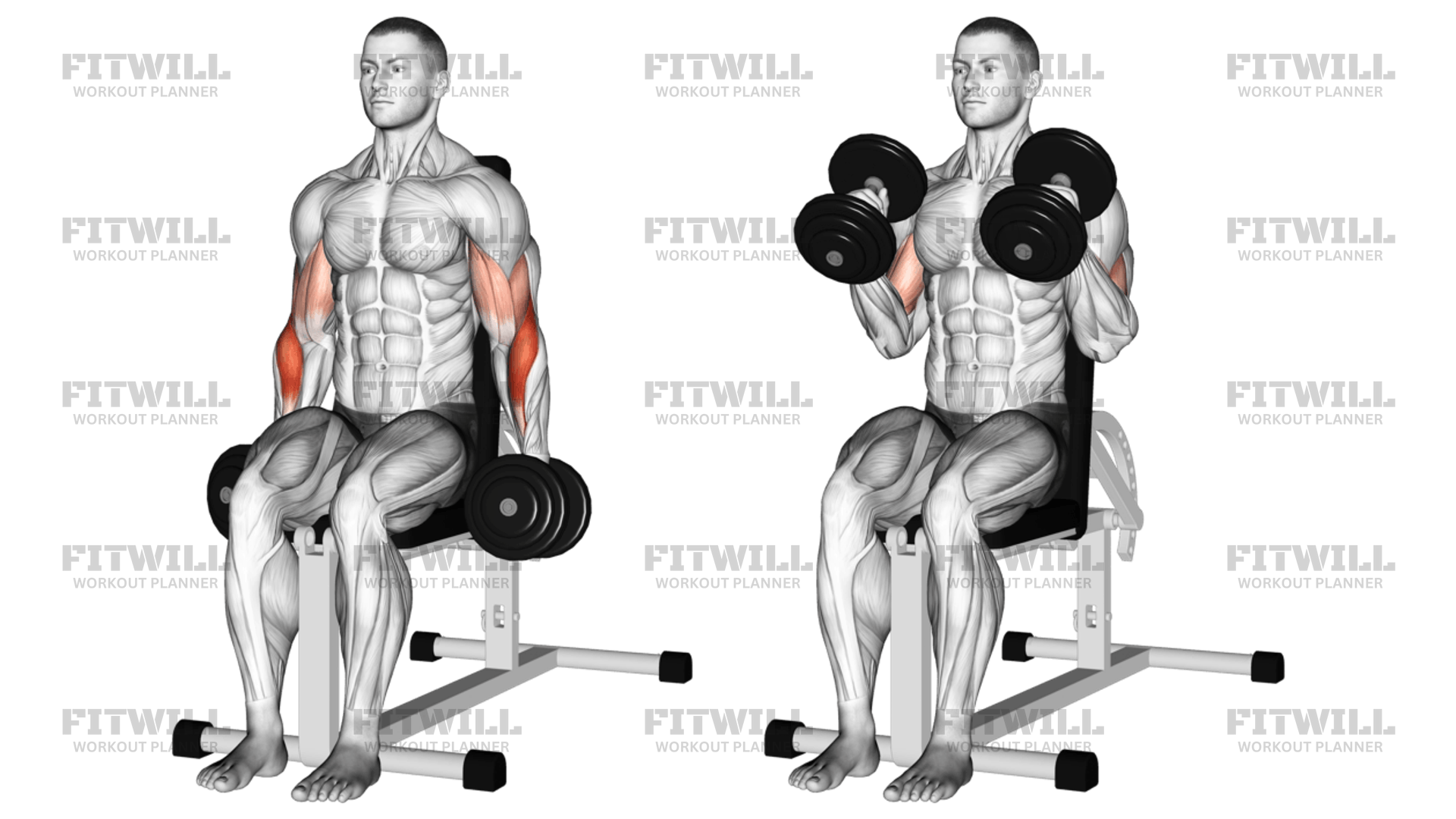 Dumbbell Seated Hammer Curl: Exercise Guide, Video, Techniques ...
