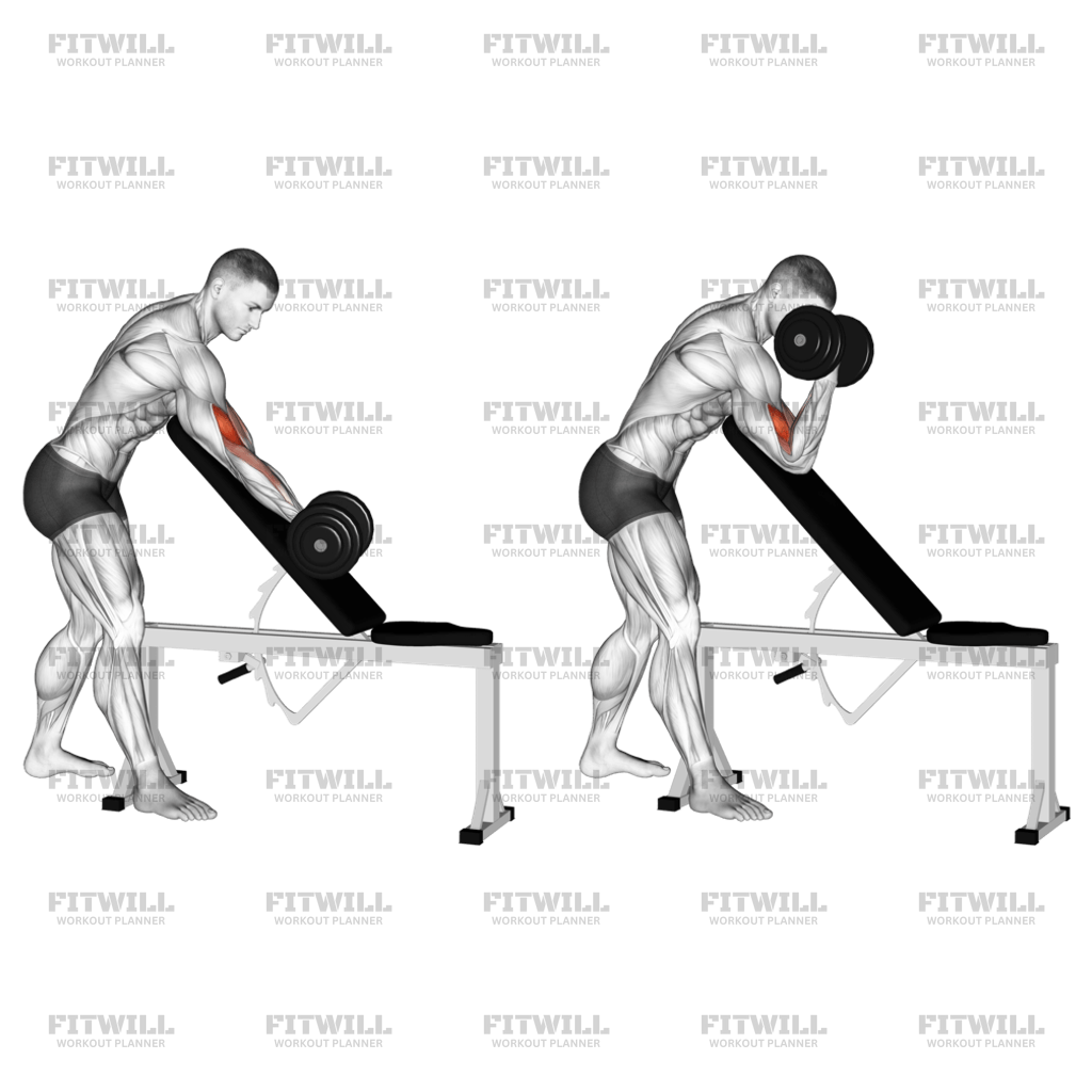 Dumbbell Standing One Arm Curl Over Incline Bench: Exercise Guide ...