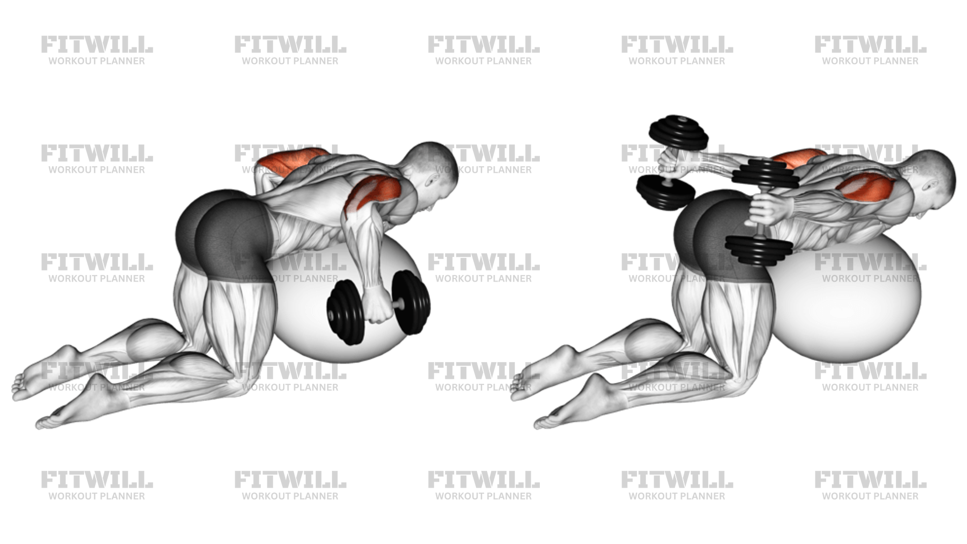 Dumbbell Kickbacks On Exercise Ball: Exercise Guide, Techniques ...